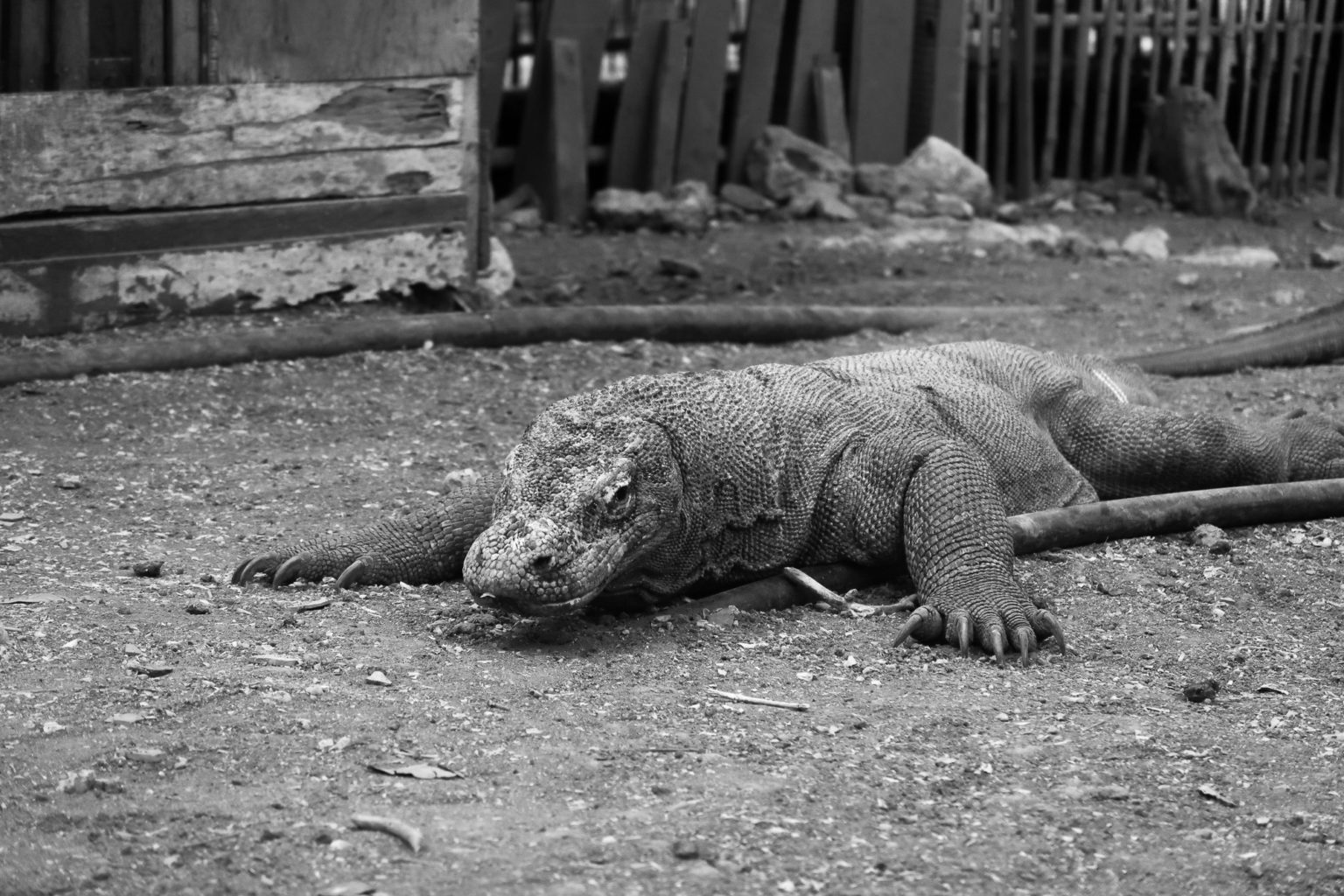 Pirate Days: Chasing the Deep Blue, Fish & Dragons in Komodo – En ...